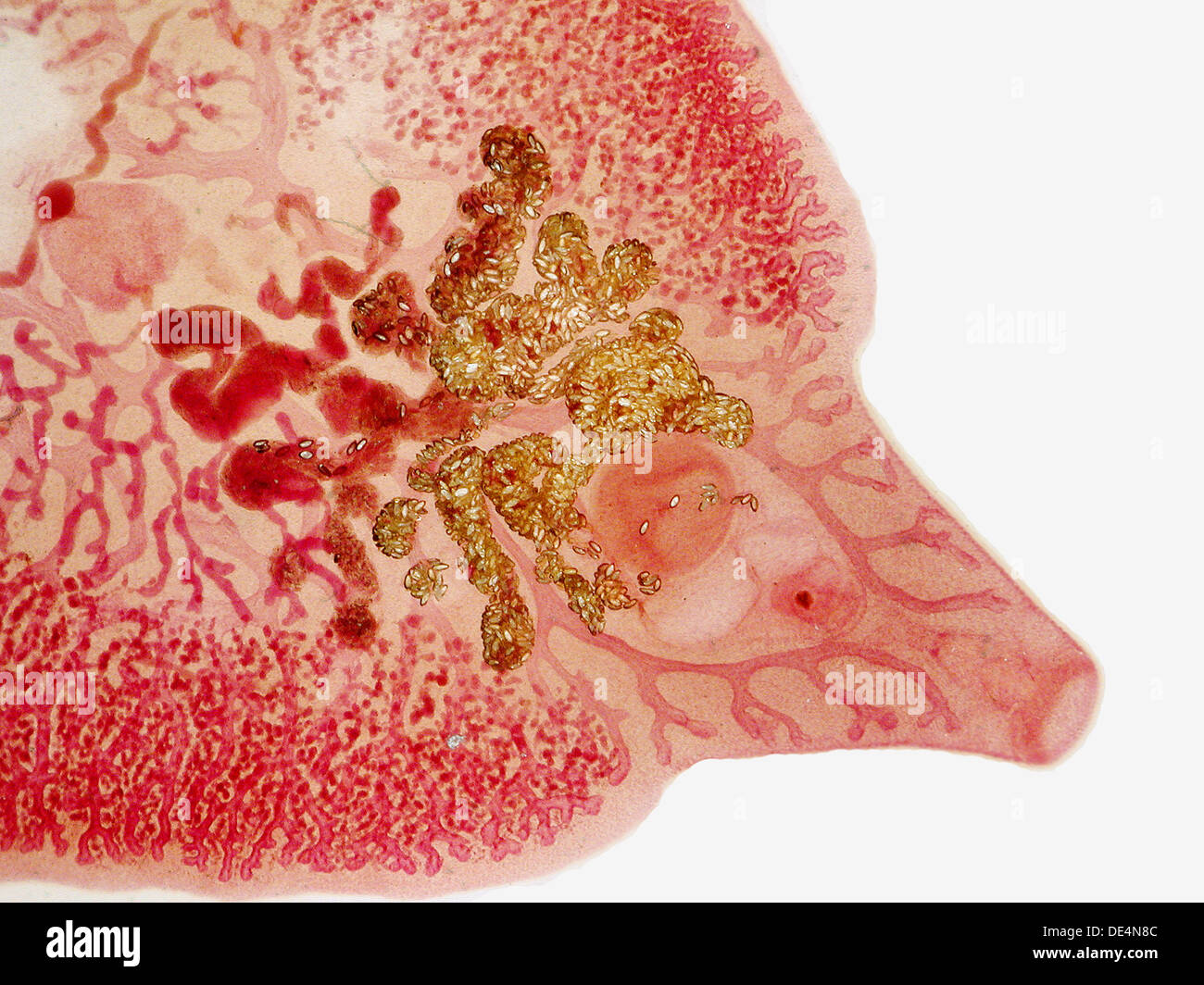 Fasciola High Resolution Stock Photography and Images - Alamy