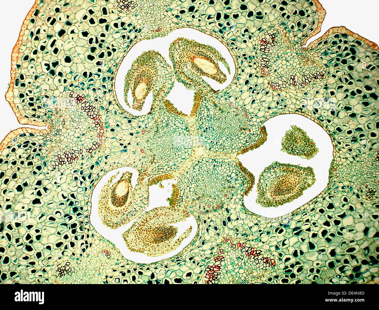 Pollination Cross High Resolution Stock Photography and Images - Alamy