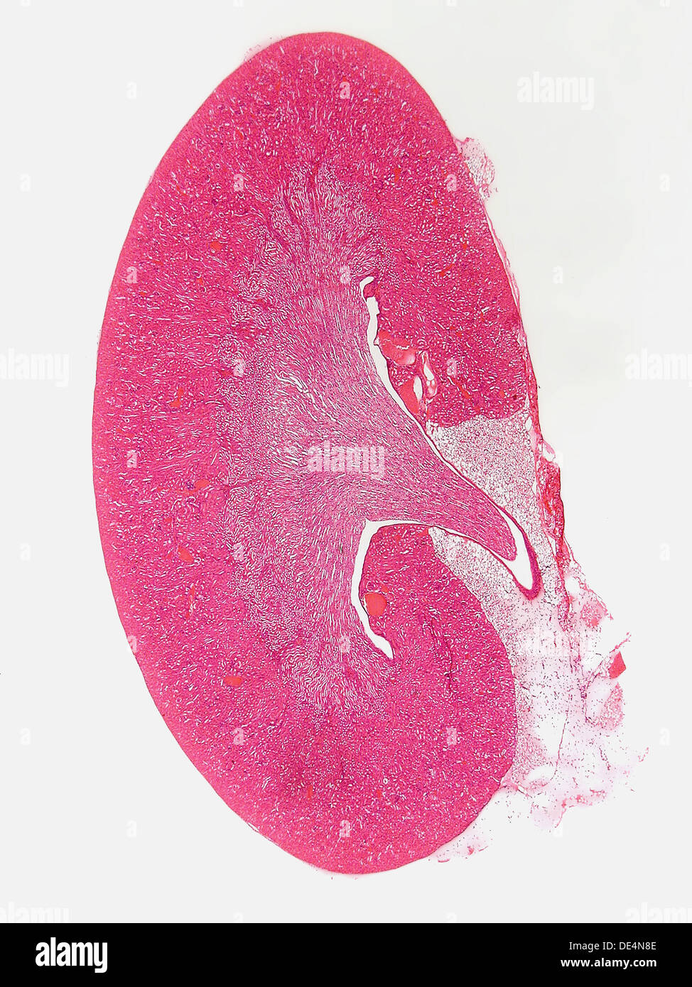Kidney Cross Section High Resolution Stock Photography and Images - Alamy
