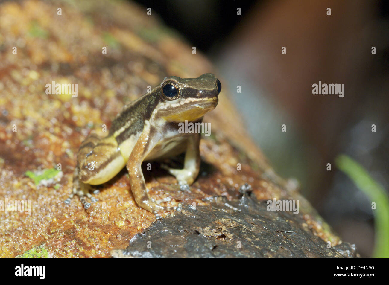 Mannophryne trinitatis hi-res stock photography and images - Alamy