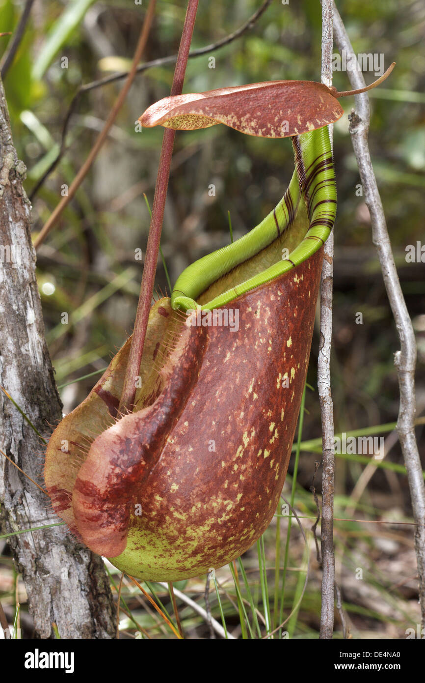 Rafflesiana High Resolution Stock Photography and Images - Alamy