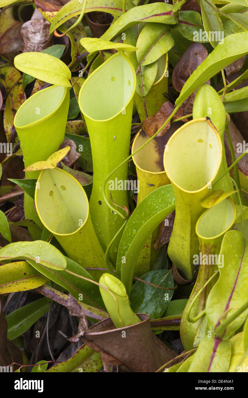 Kinabalu Park Pitcher Plant High Resolution Stock Photography and ...