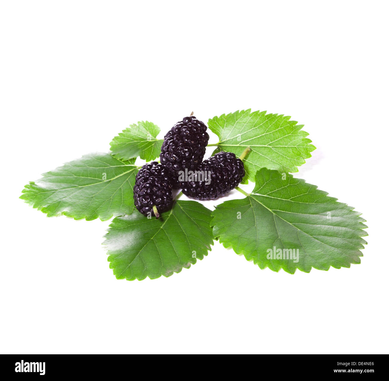 Mulberry green leaf on Cut Out Stock Images & Pictures - Alamy