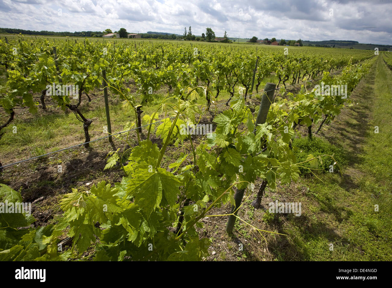 Cognac region hi-res stock photography and images - Alamy