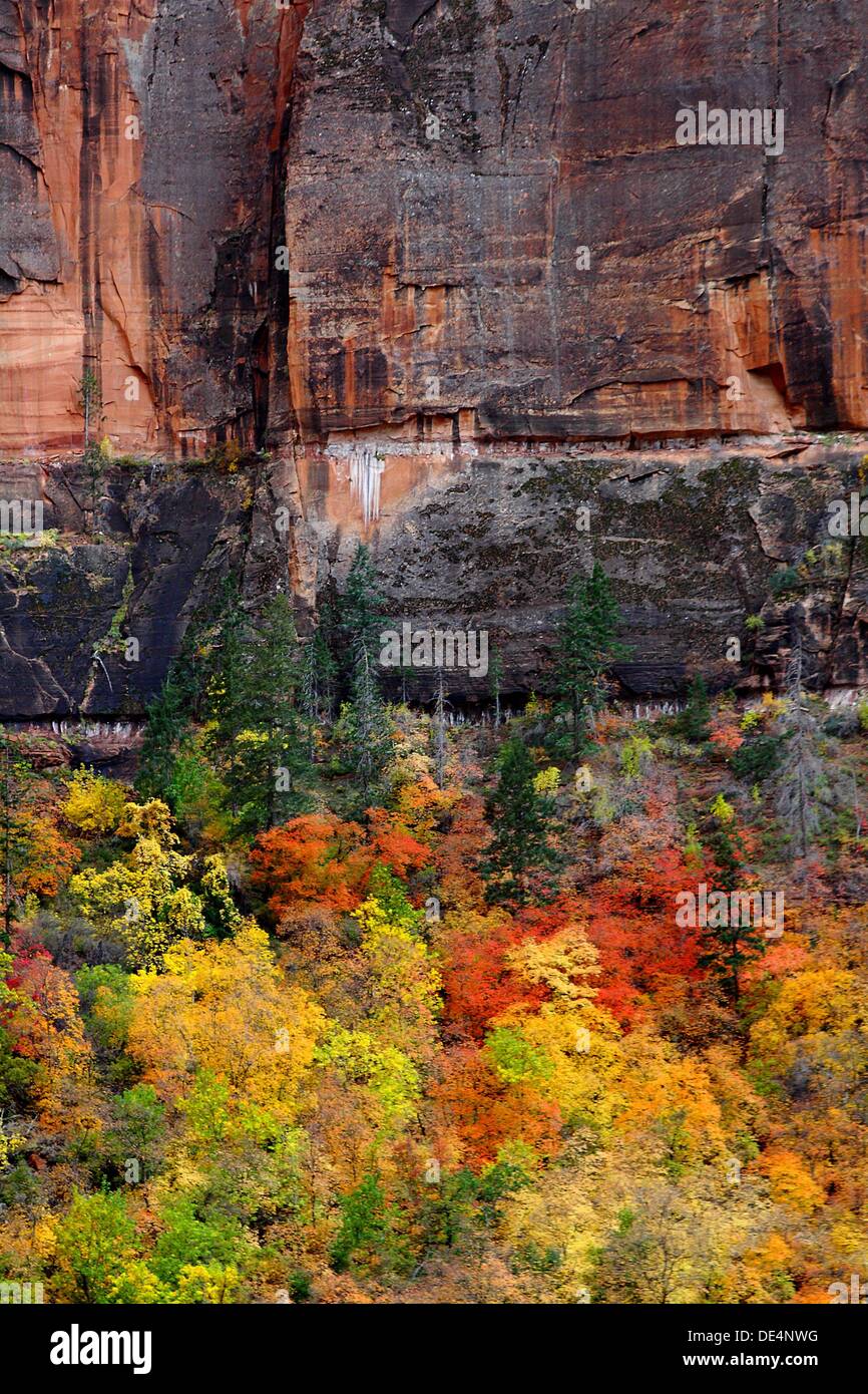 The fall colors have arrived at Zion Canyon at Zion National Park Stock ...