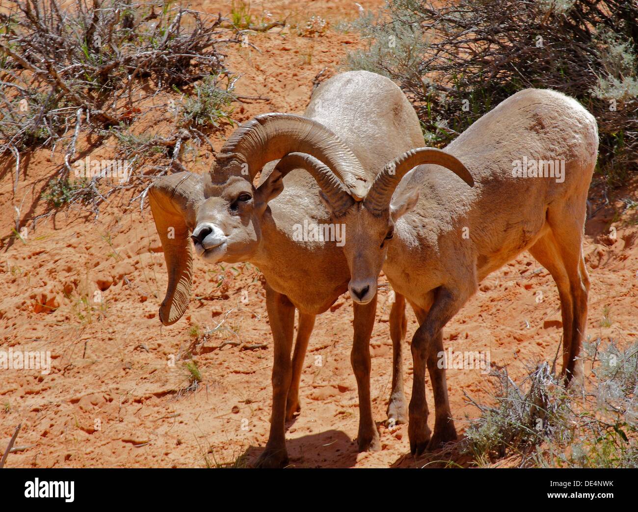 Ram male and female hi-res stock photography and images - Alamy