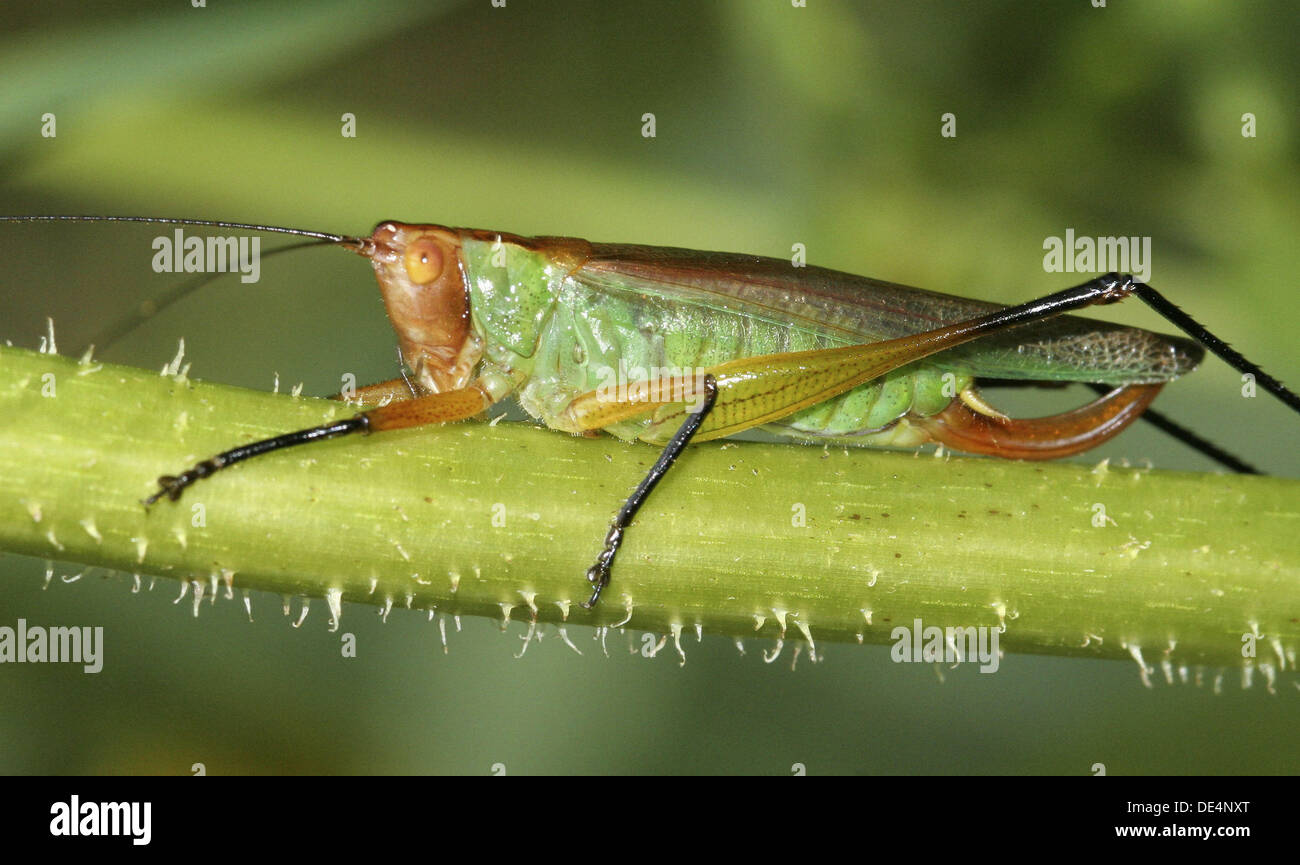 Orthoptera Tettigoniidae