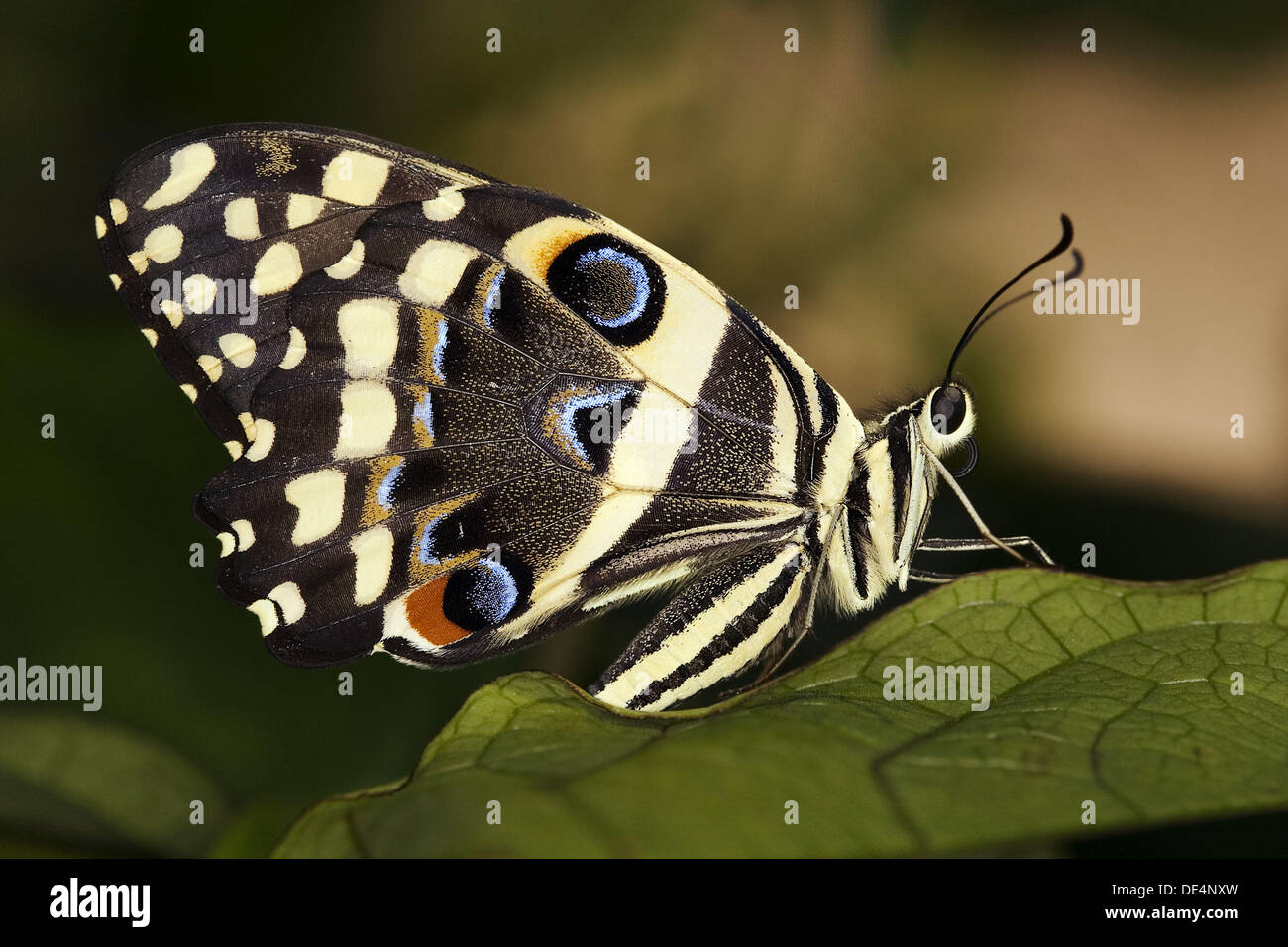 Demodocus Stock Photos & Demodocus Stock Images - Alamy