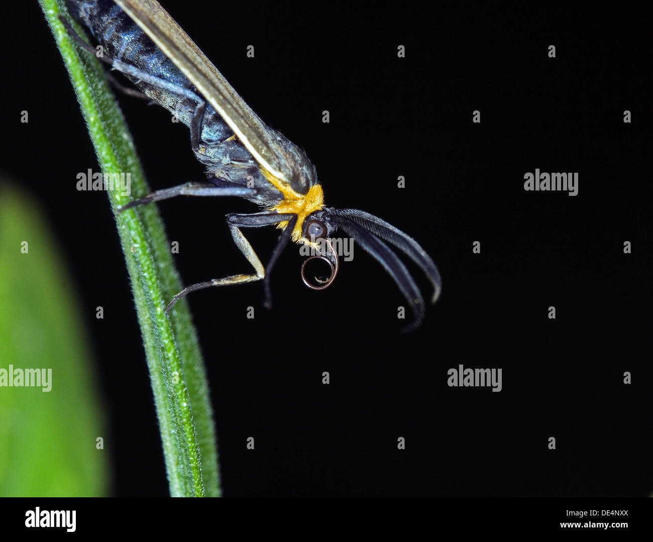 Arctiid hi-res stock photography and images - Alamy