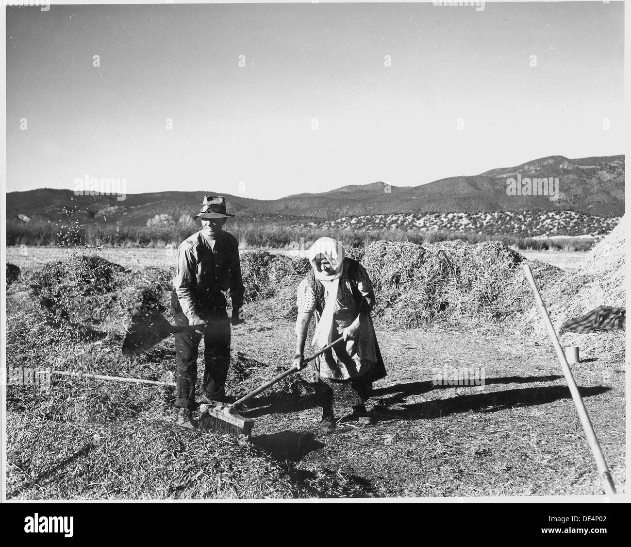 In Taos County, New Mexico, pea threshing takes place in Penasco on a ...