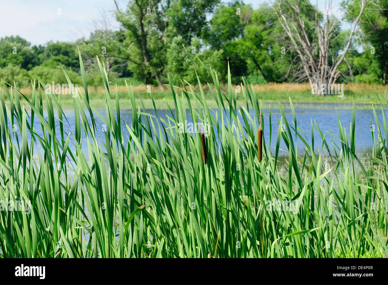 Cat tail reeds in marsh hi-res stock photography and images - Alamy