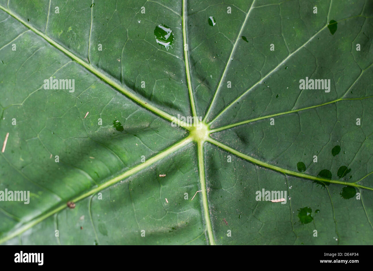 Leaf surface close up hi-res stock photography and images - Alamy