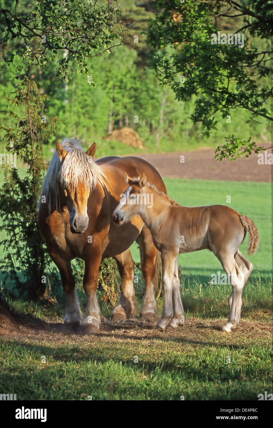 Swedish ardennes horses hi-res stock photography and images - Alamy