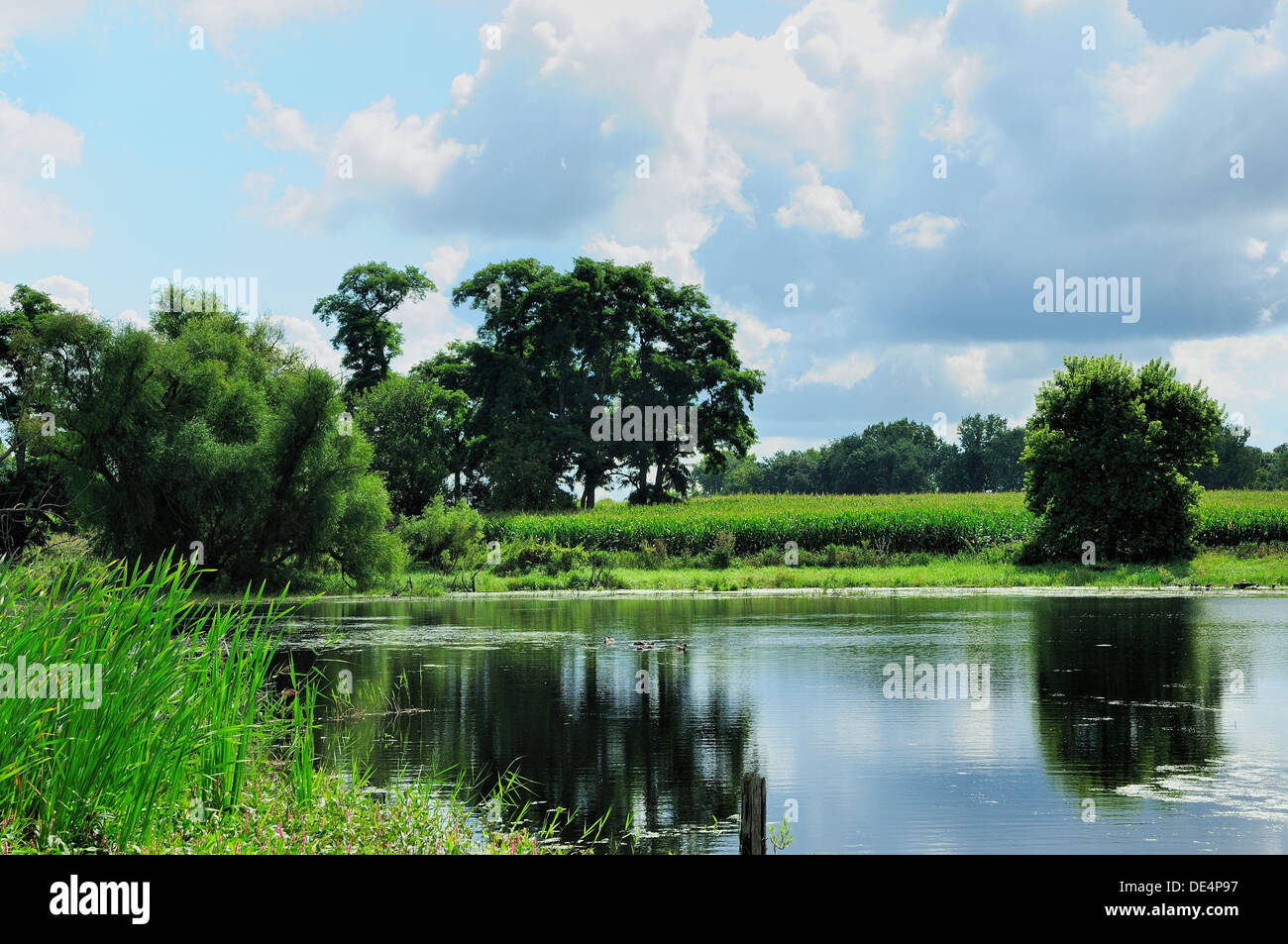 Marsh pond ecosystem hi-res stock photography and images - Alamy