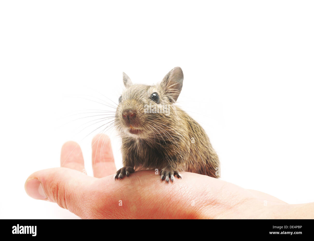 Common degu hi-res stock photography and images - Alamy