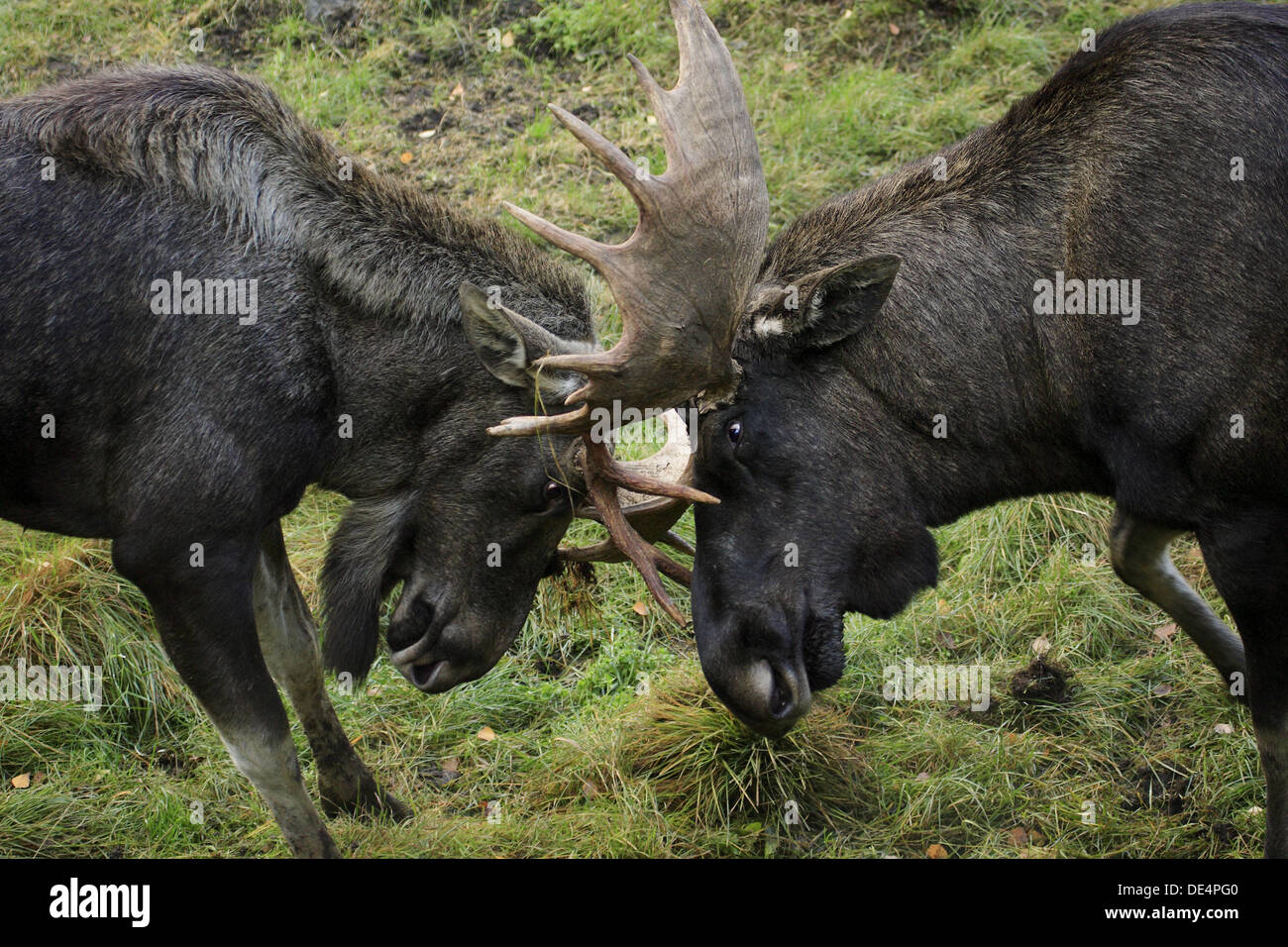 Two moose fighting hi-res stock photography and images - Alamy