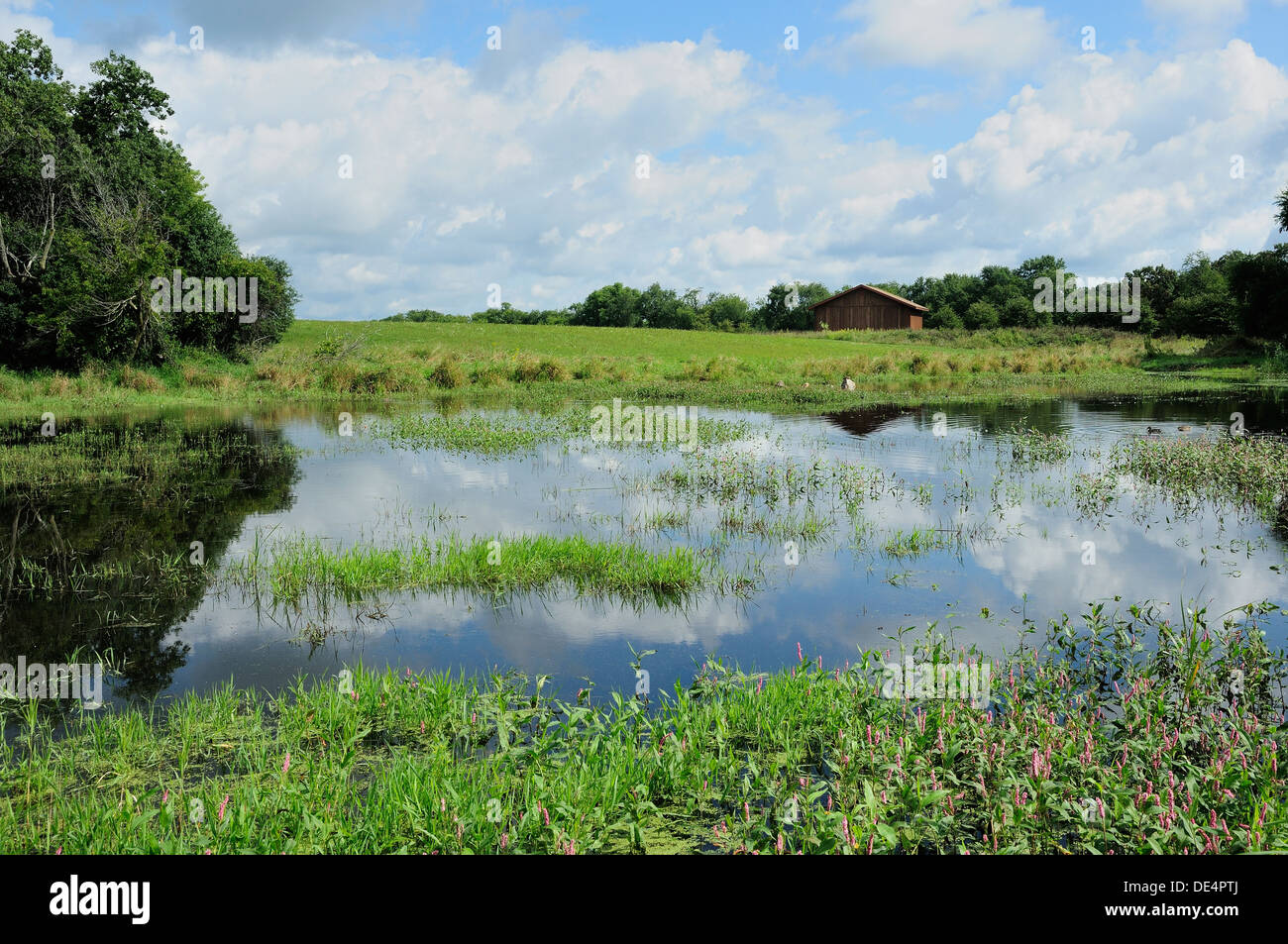Marshland ecosystem hi-res stock photography and images - Alamy
