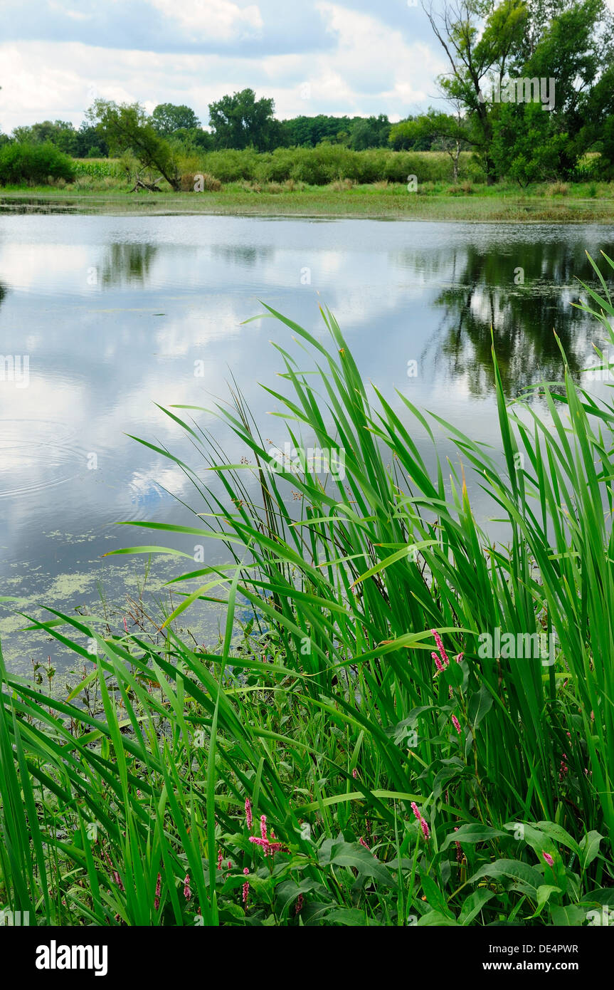 Marshland ecosystem hi-res stock photography and images - Alamy