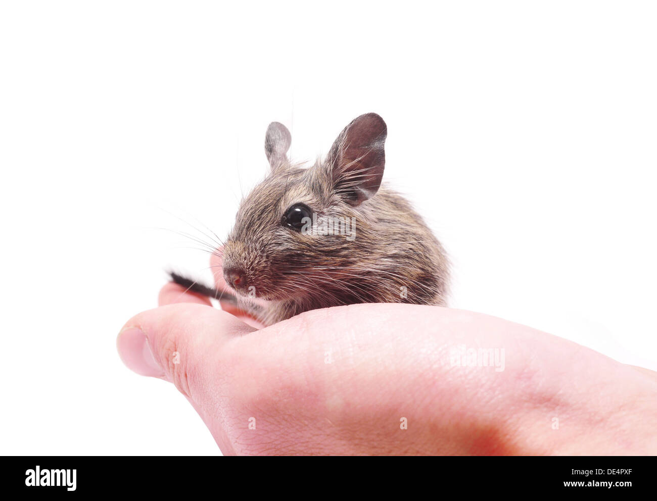 One common degu hi-res stock photography and images - Alamy