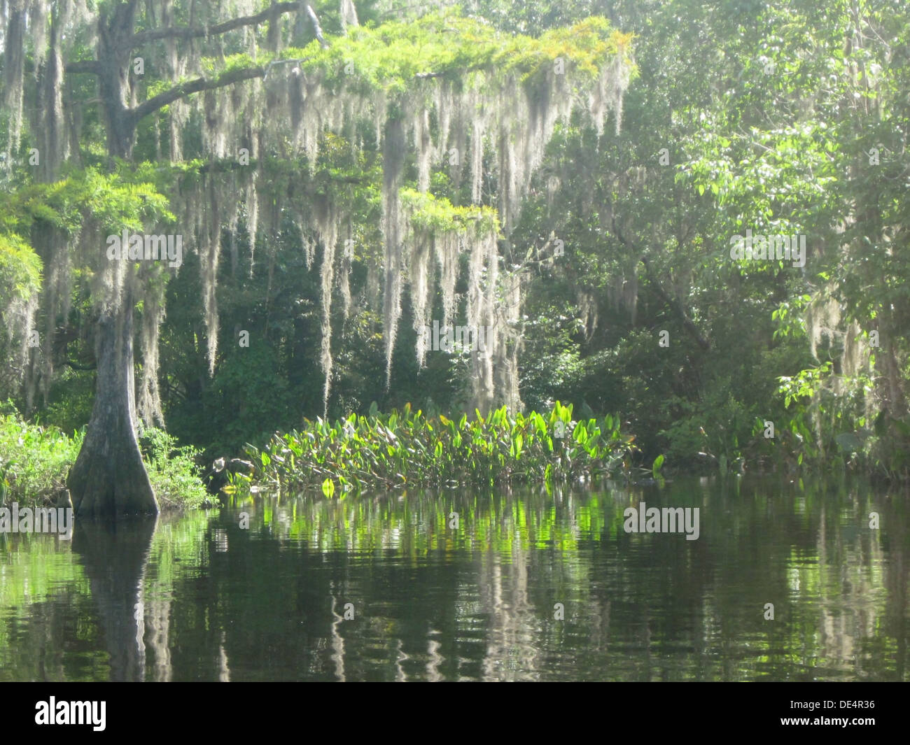 Large Cypress tree drips with Spanish Moss over a Florida Stream Stock ...