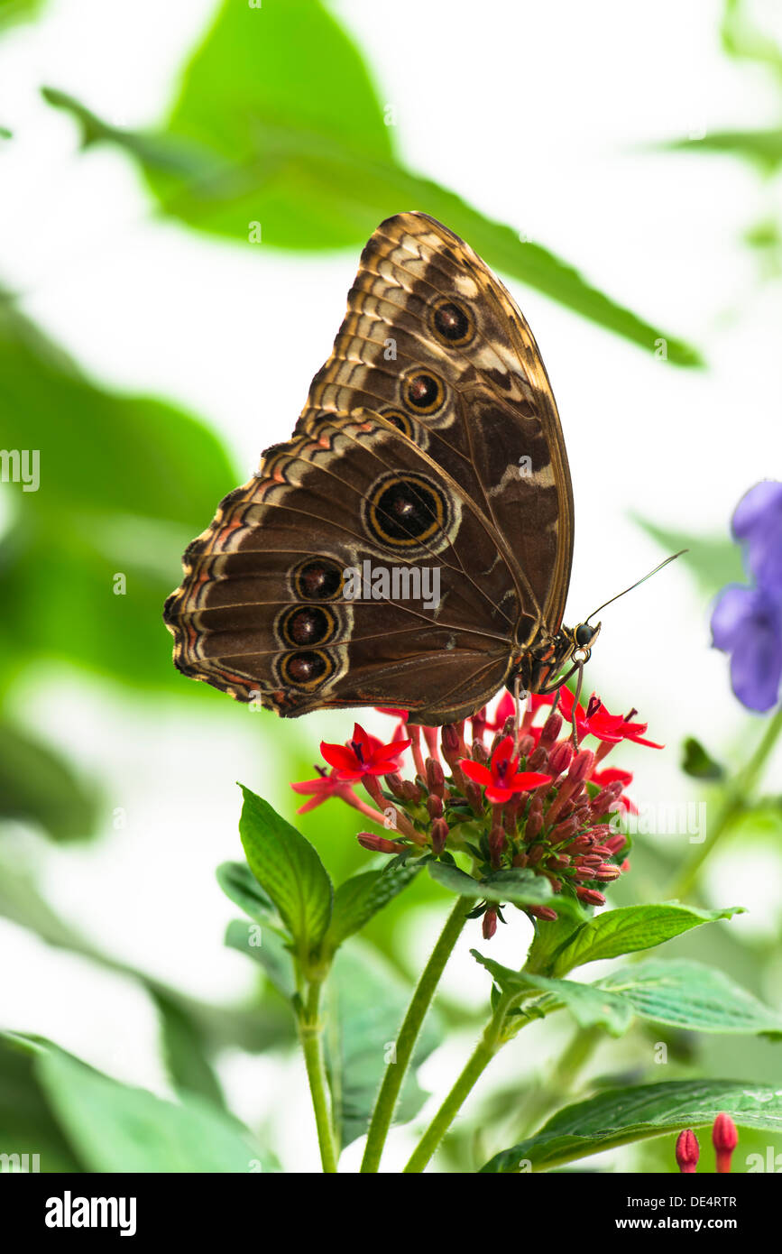 Blue morpho butterfly - Morpho peleides resting on red flower Stock ...