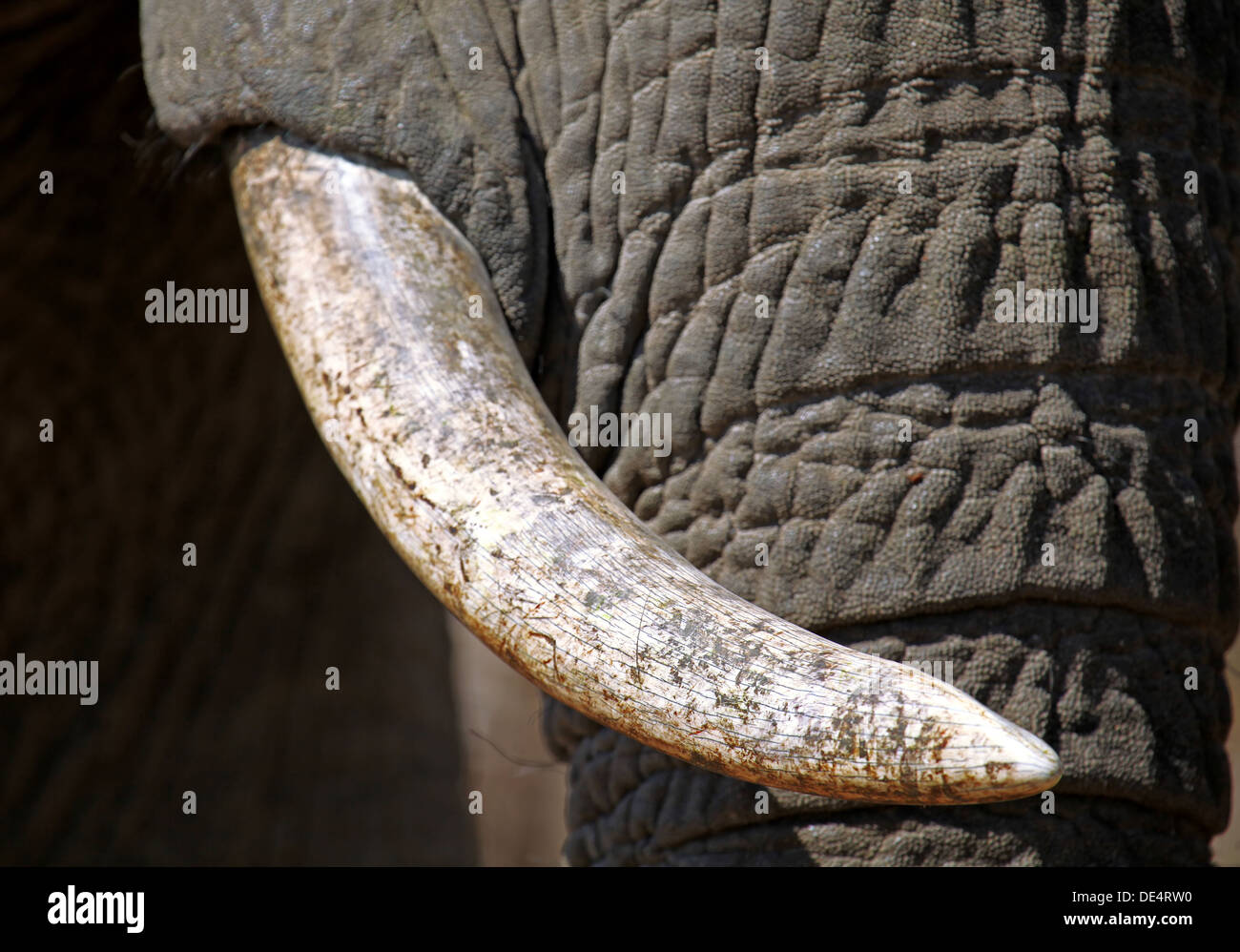 Ivory elephant tusks hi-res stock photography and images - Alamy