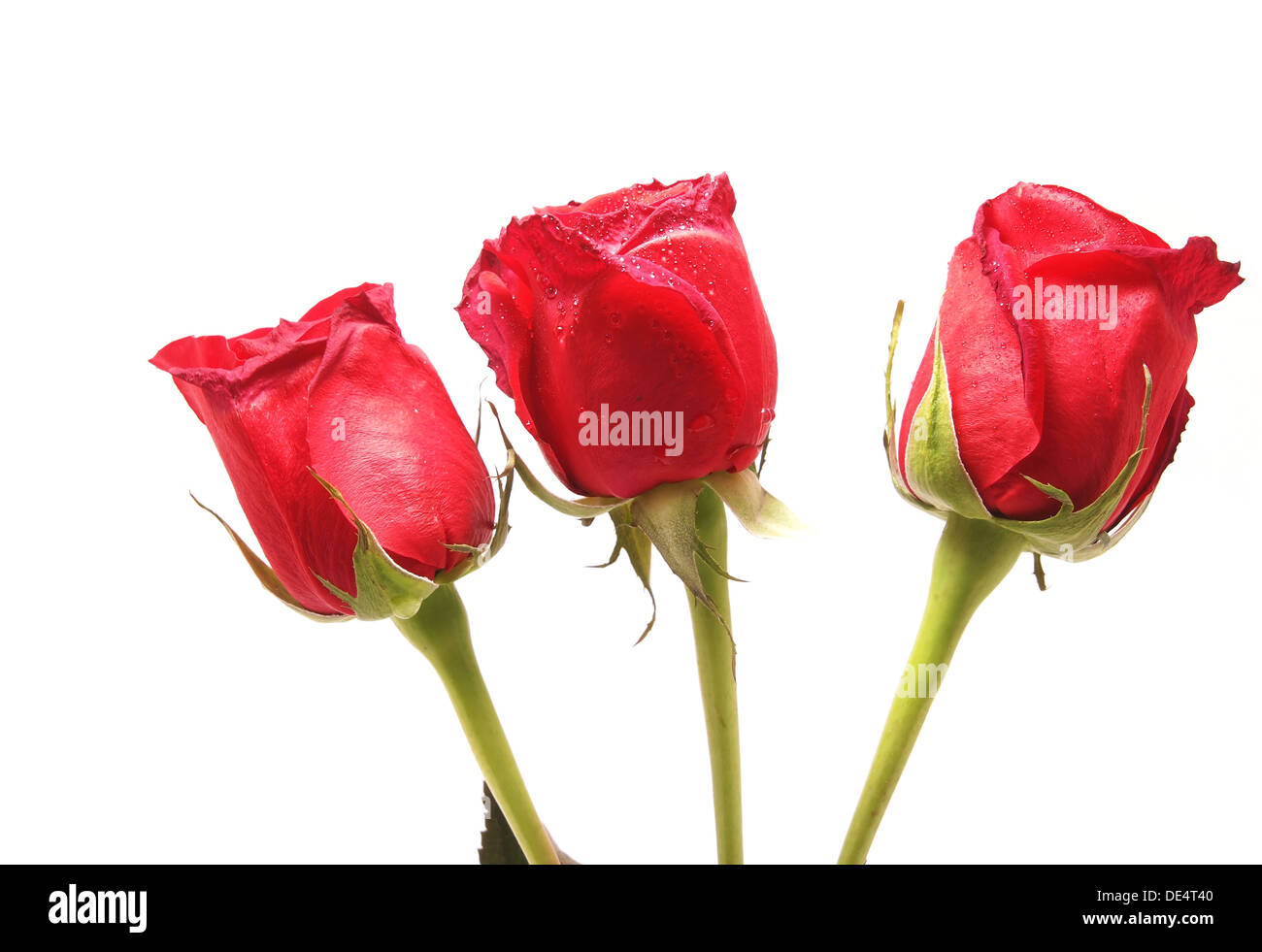 three red roses on a white background Stock Photo - Alamy
