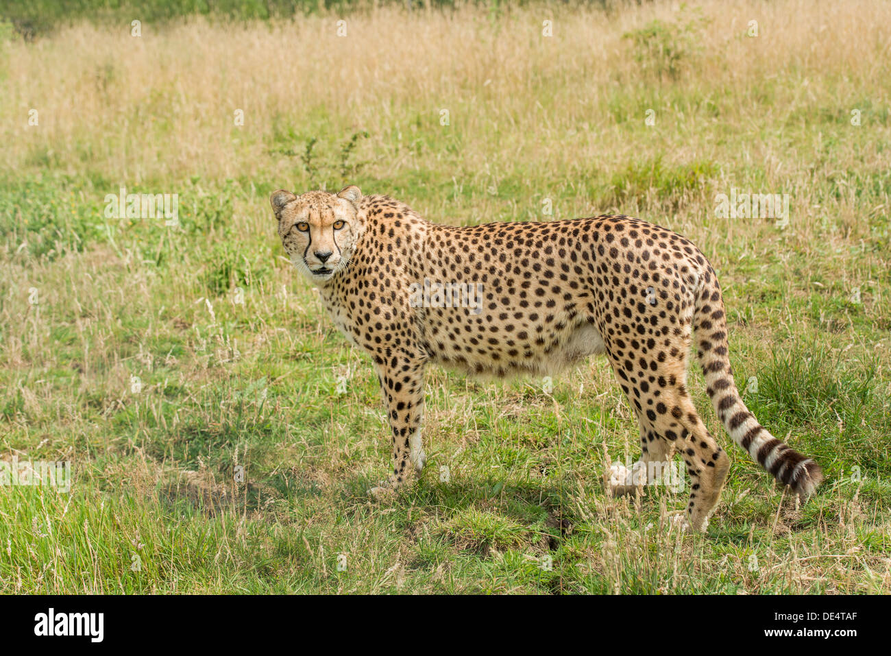 Cheetah (Acinonyx jubatus Stock Photo - Alamy