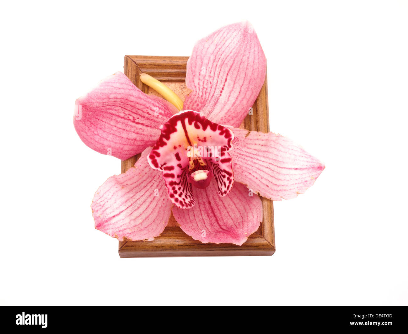 Orchid and Photo Frame Stock Photo - Alamy