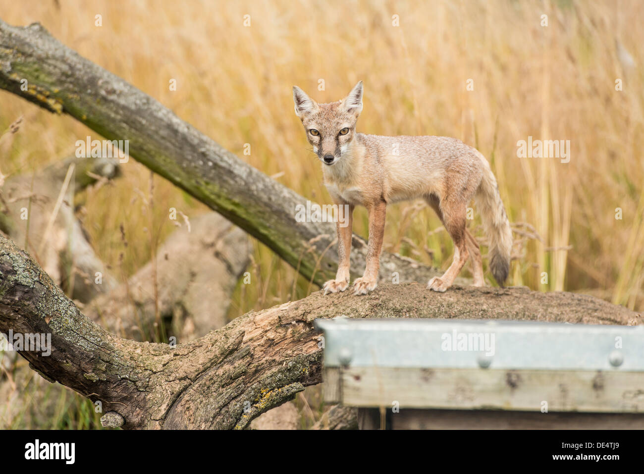Corsac fox, vulpes corsac Stock Photo - Alamy
