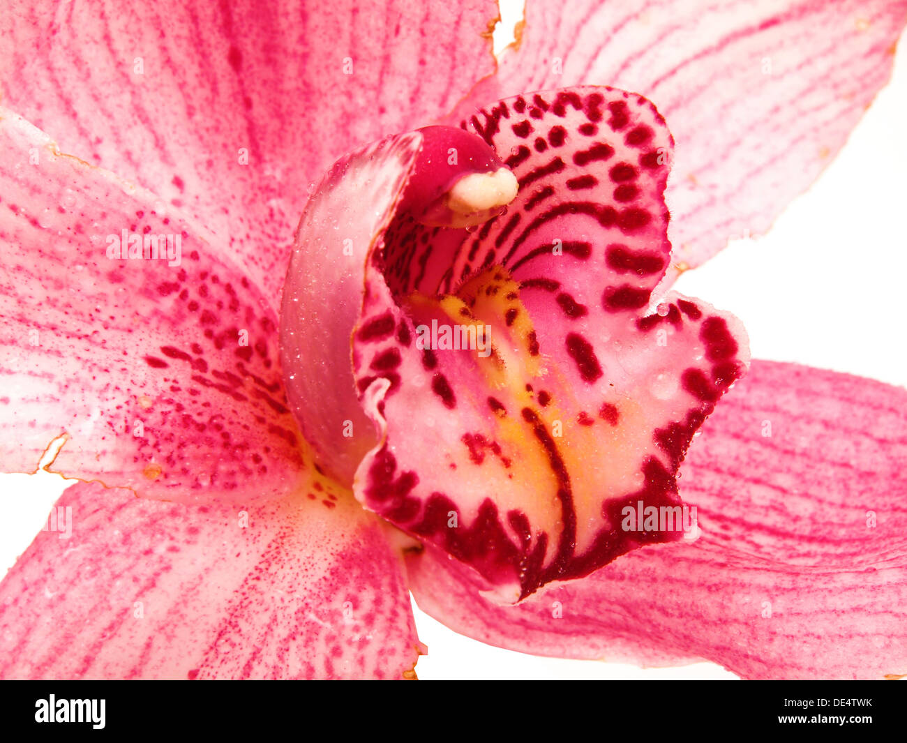 Beautiful Orchid flower Stock Photo - Alamy
