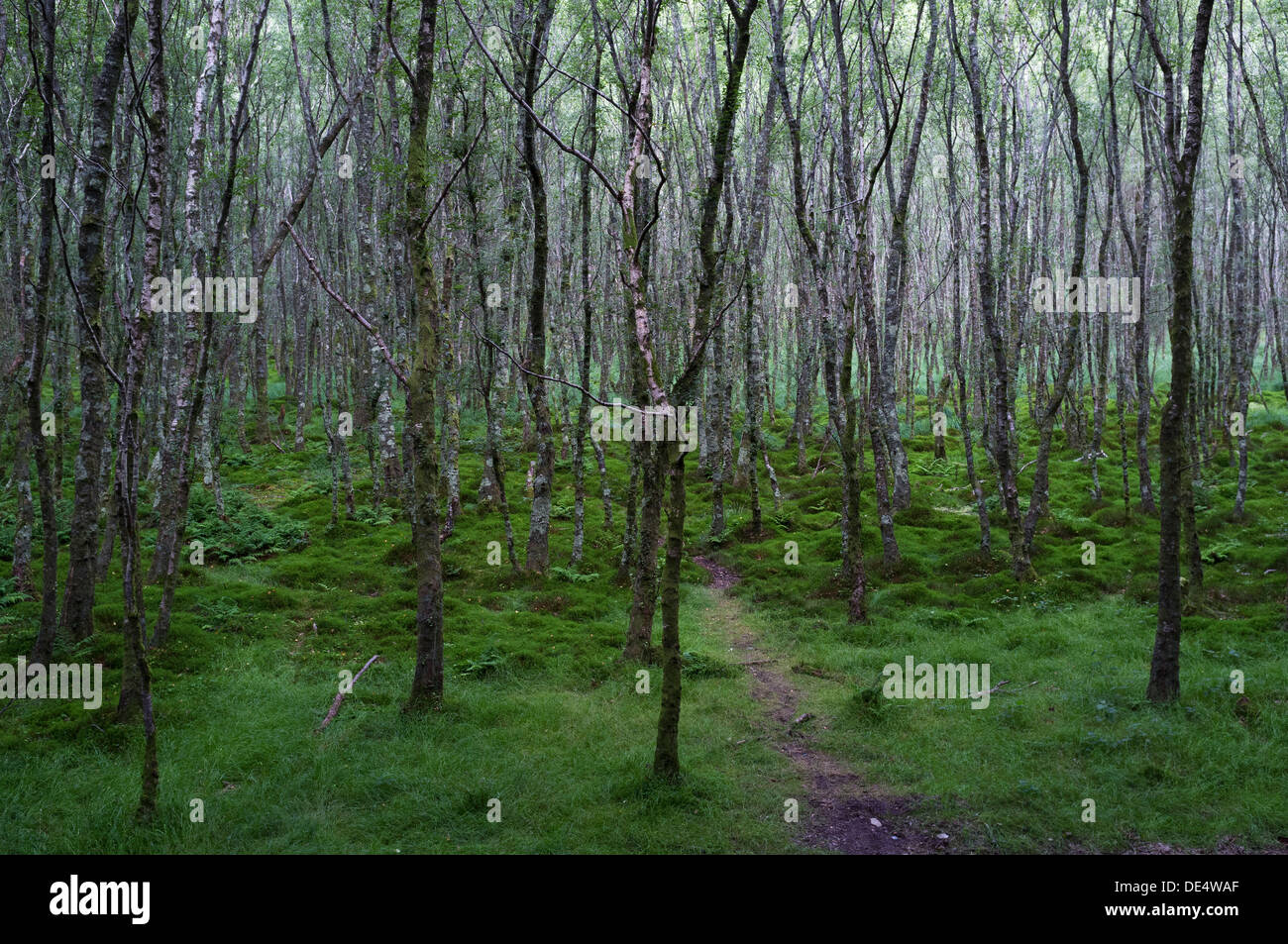 Birch saplings hi-res stock photography and images - Alamy