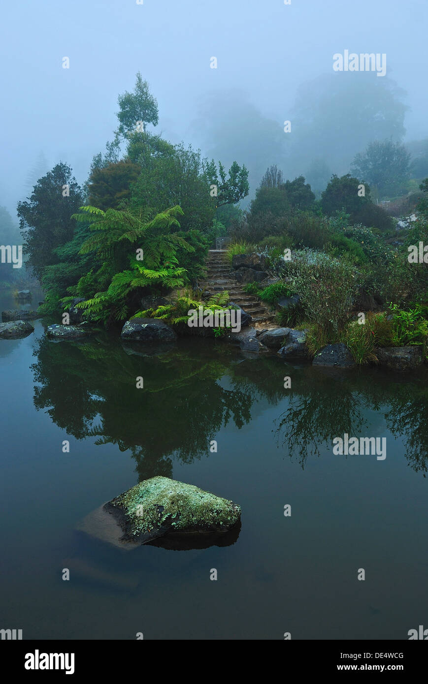 Fog at the fantasy lake with ferns and eucalyptus and stairs Stock ...