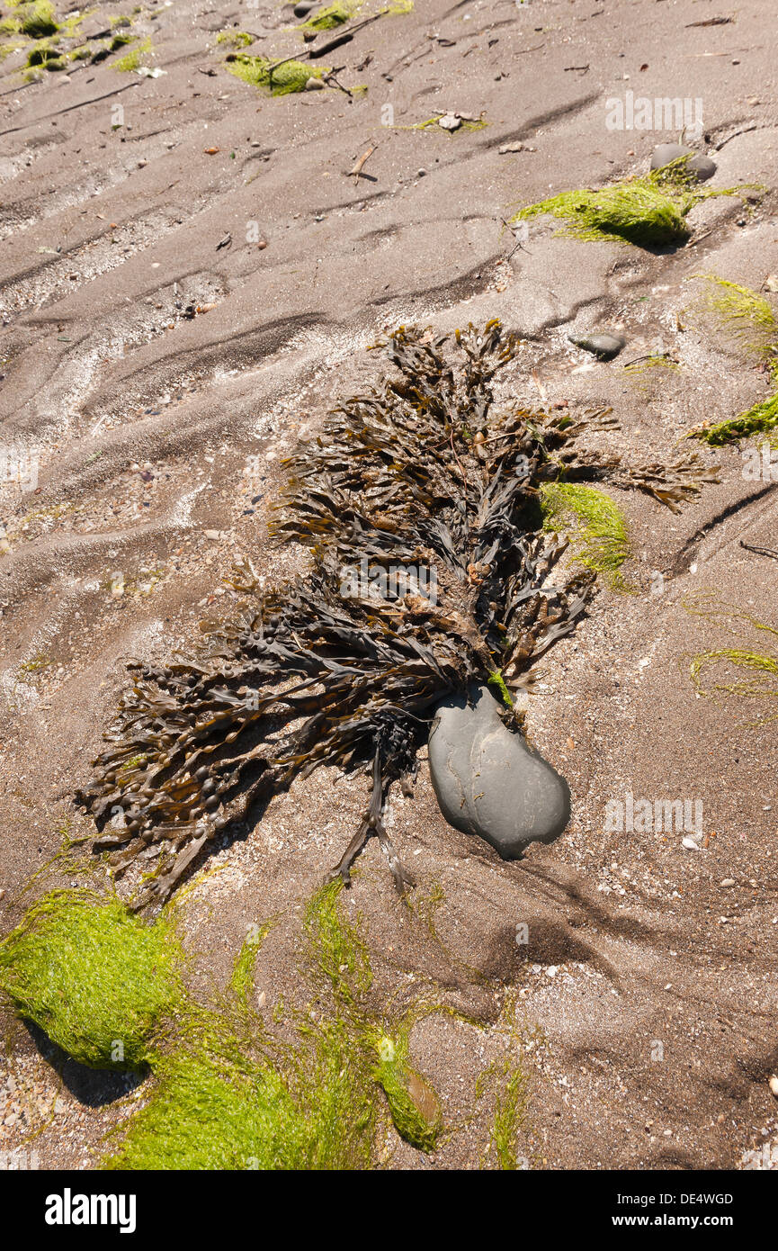 Mat of green seaweed texture hi-res stock photography and images - Alamy