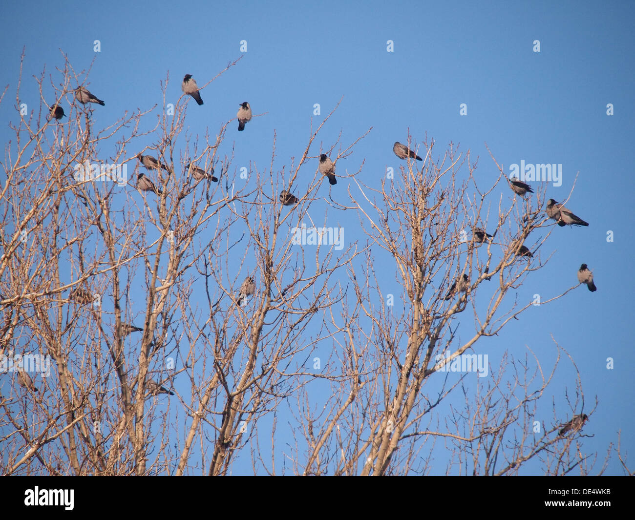 Raven on a branch hi-res stock photography and images - Alamy