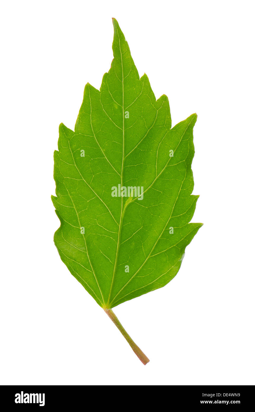 Hibiscus leaf isolated on white background Stock Photo - Alamy