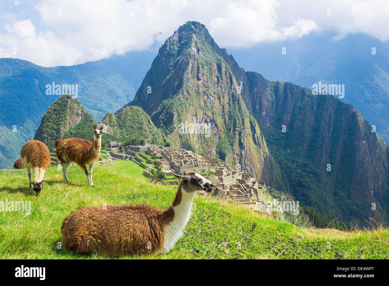 Llamas and ancient Inca lost city Machu Picchu in Peru in the ...