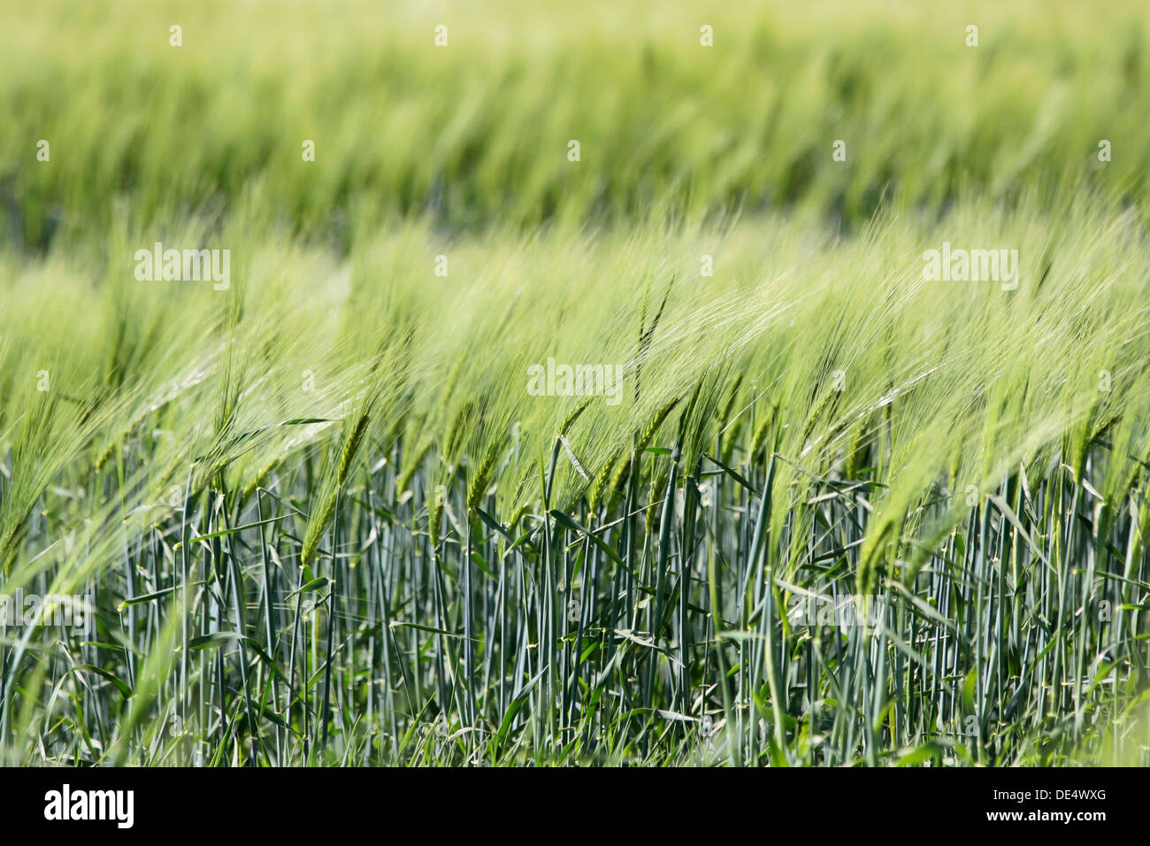 Green ears of corn hi-res stock photography and images - Alamy