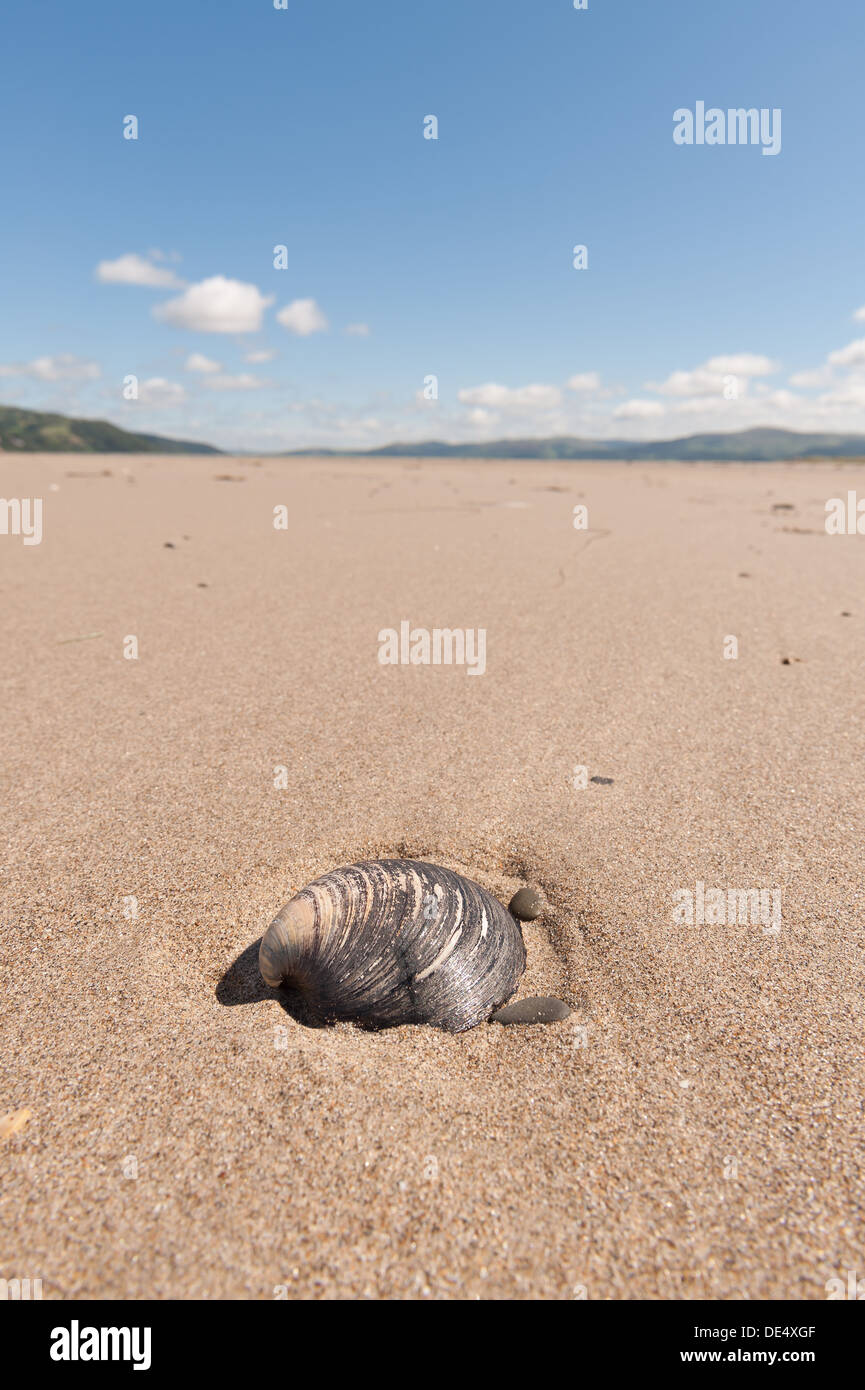 Single bivalve shell washed up in the sand at Dyfi National Nature ...
