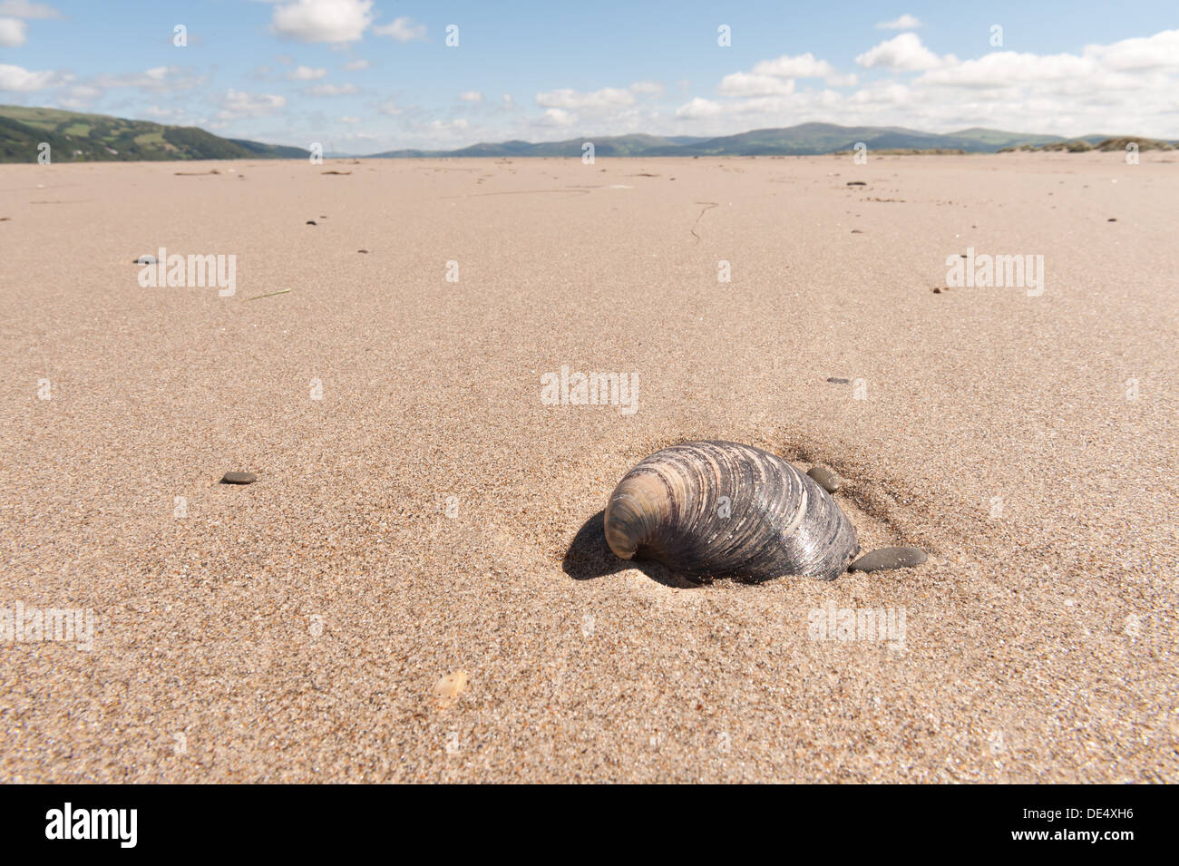 Single bivalve shell washed up in the sand at Dyfi National Nature ...