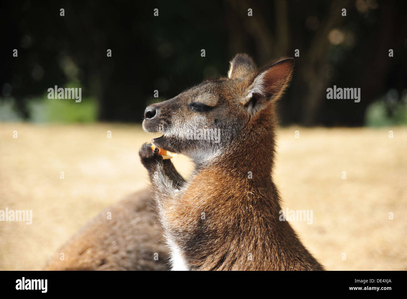 Wallaby diet hi-res stock photography and images - Alamy