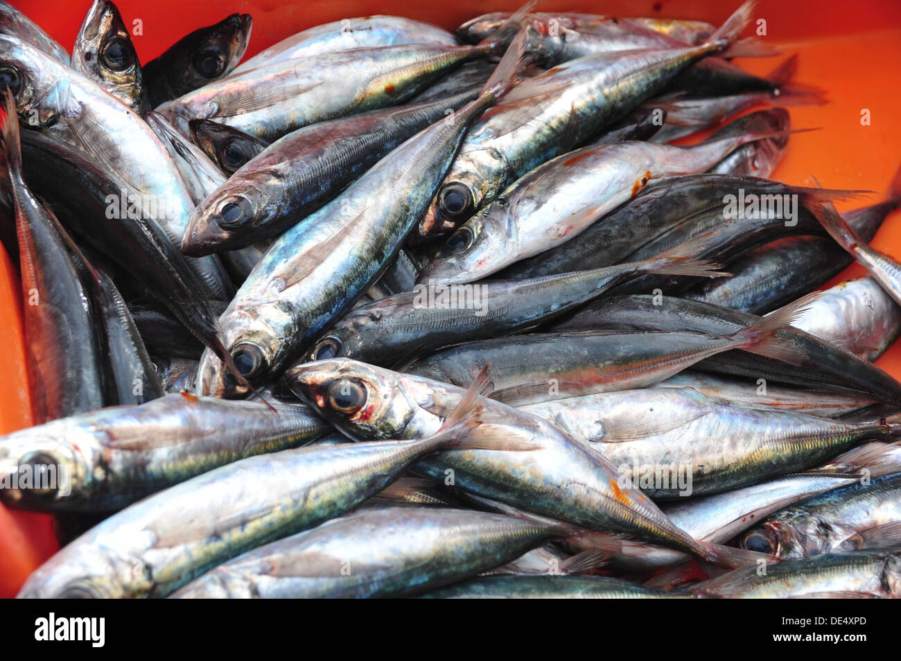 Freshly caught sardines hi-res stock photography and images - Alamy