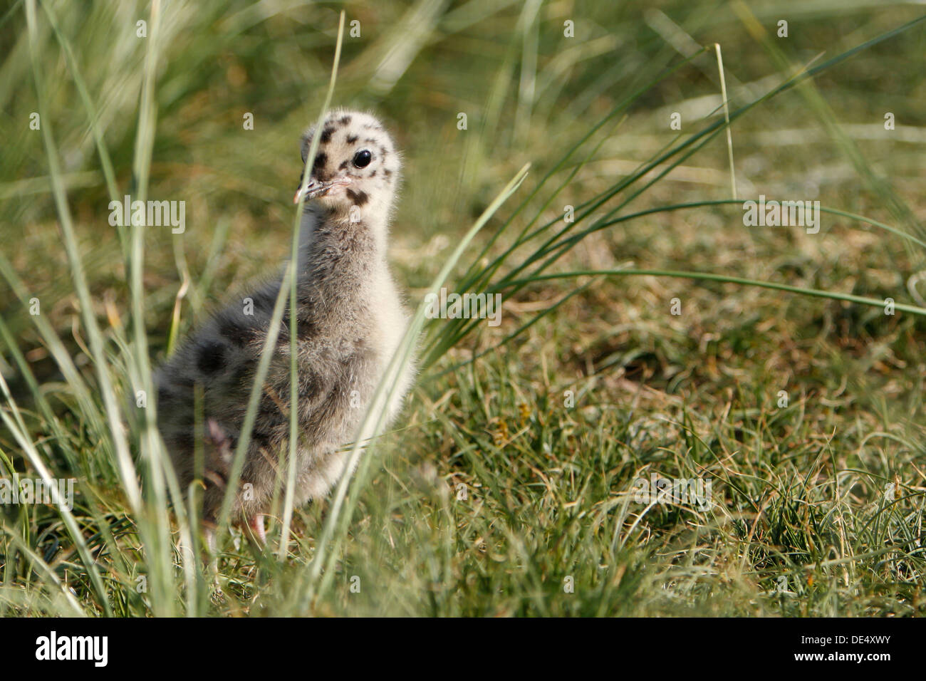 Common baby gull hi-res stock photography and images - Alamy