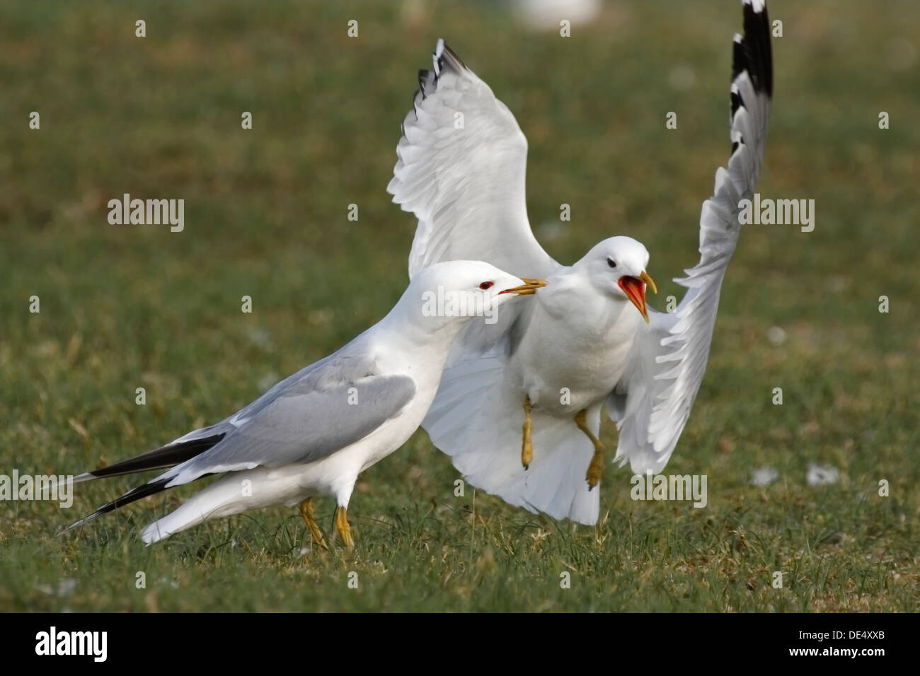 Common Gull or Mew Gull (Larus canus) gulls in a turf war in the ...