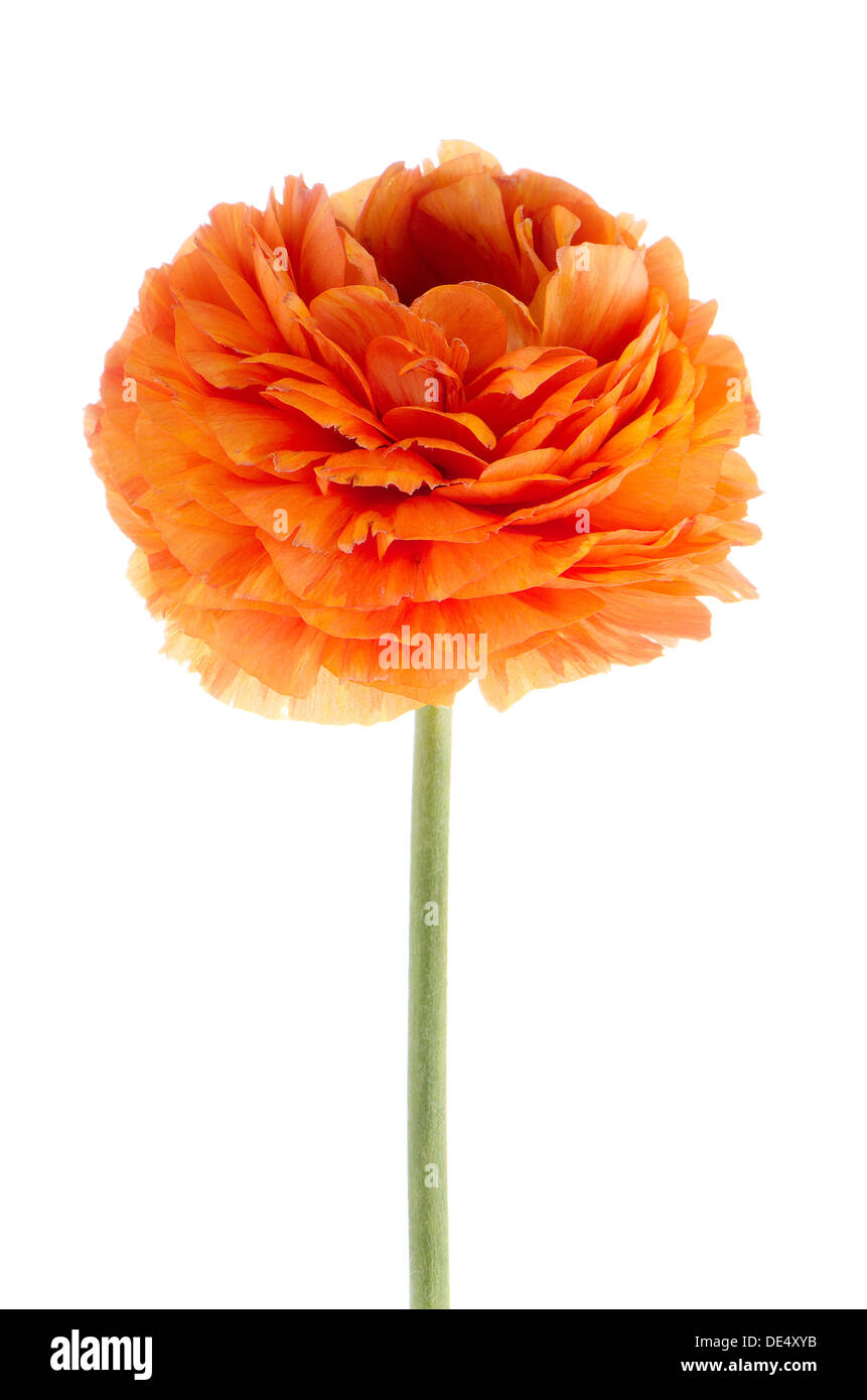 Beautiful orange eustoma isolated on white background Stock Photo - Alamy