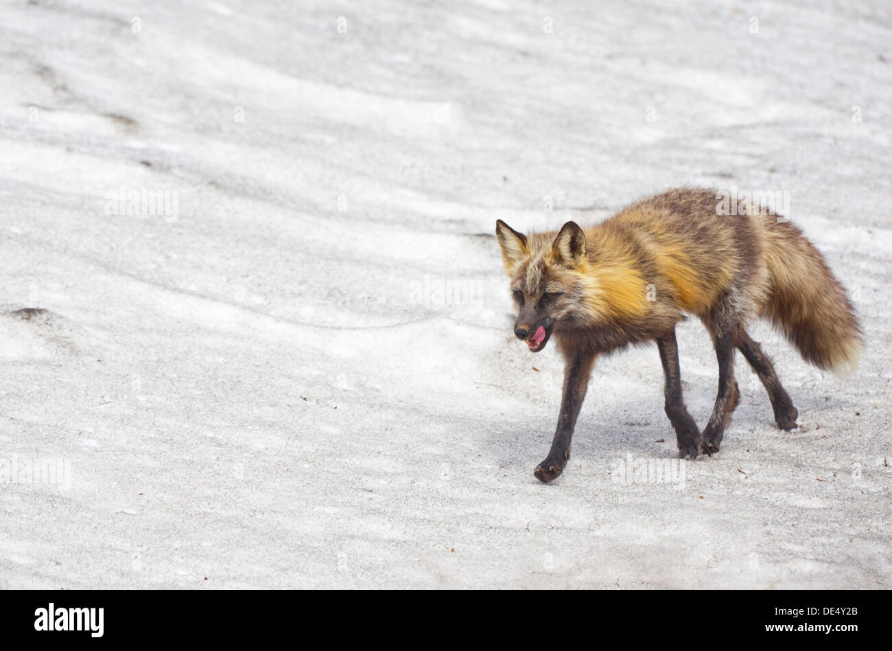 Red fox - Vulpes vulpes -, Denali National Park and Preserve, Alaska, U ...