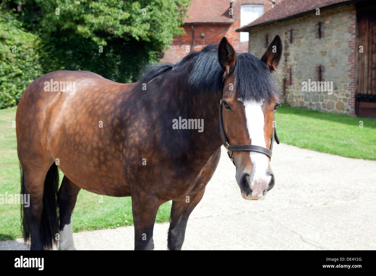 Irish cob hi-res stock photography and images - Alamy