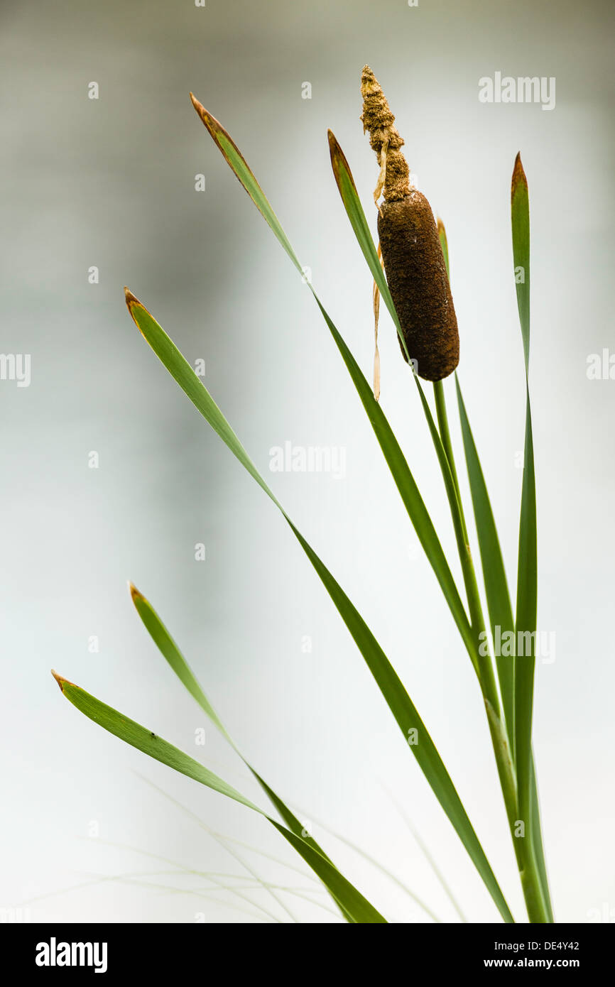 Closeup of Cattail (Typha latifolia) along pond in Creamer's Field ...