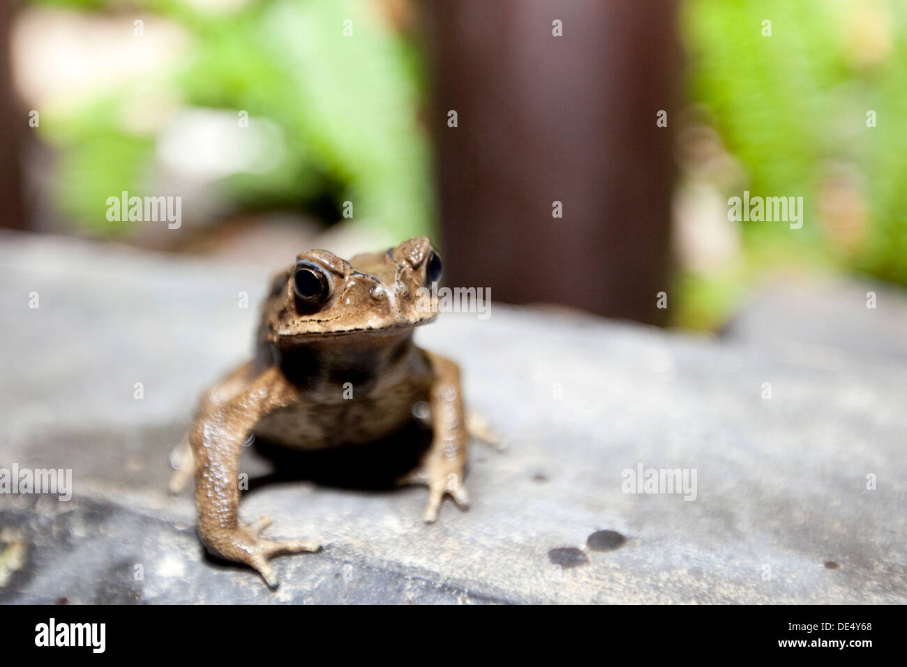 Frogs thailand hi-res stock photography and images - Alamy