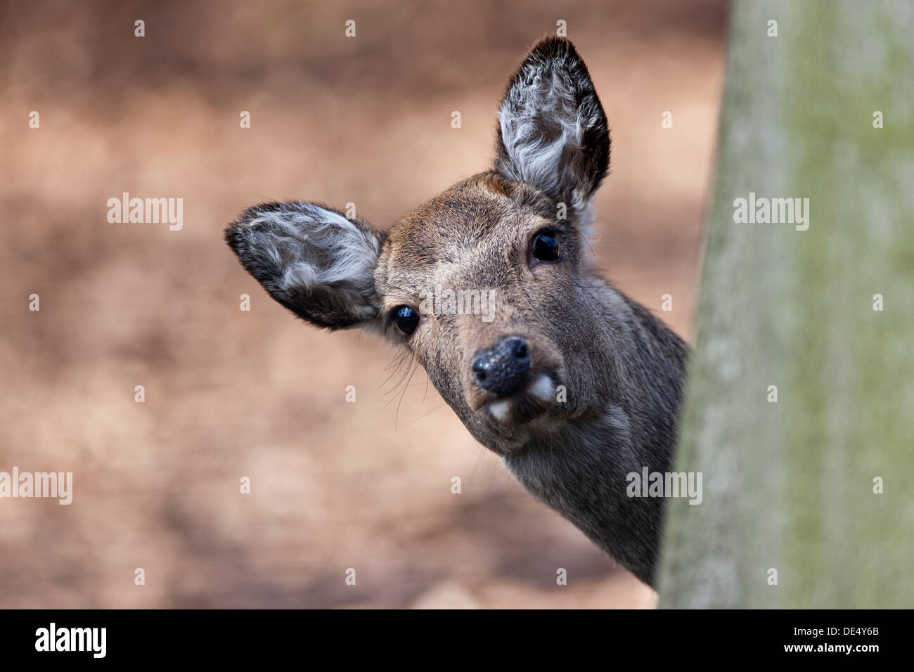 Deer behind tree hi-res stock photography and images - Alamy